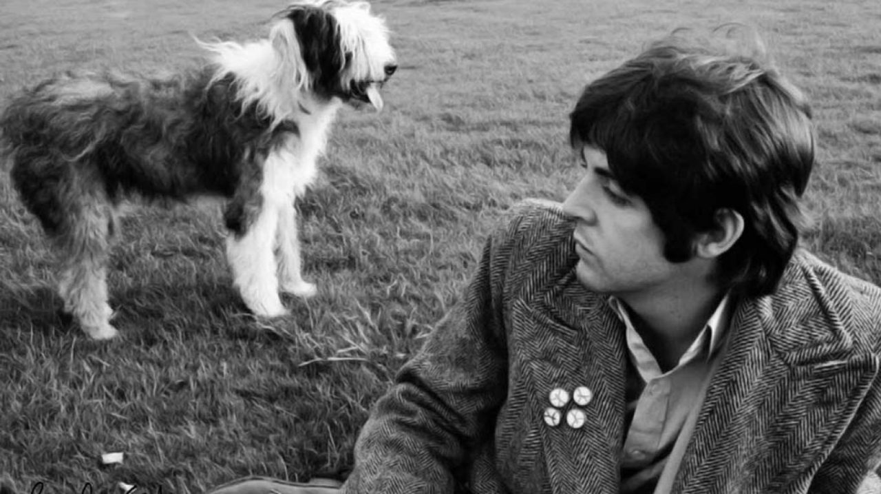"Martha, my dear" la canción de amor de Paul McCartney a su Bobtail ...